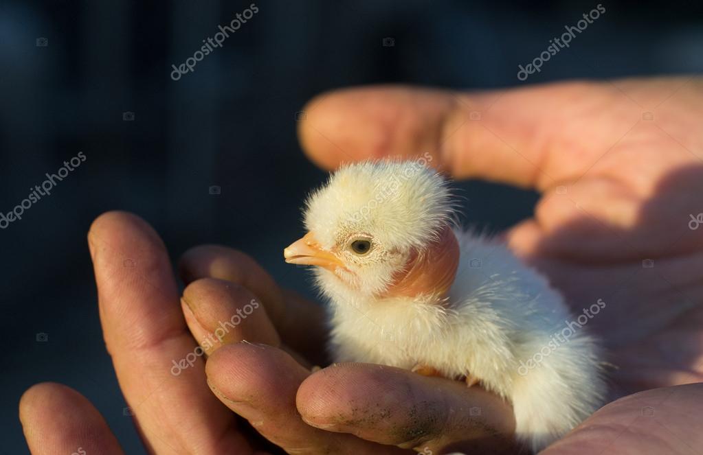 Cute baby turkey — Stock Photo © budabar #27228487