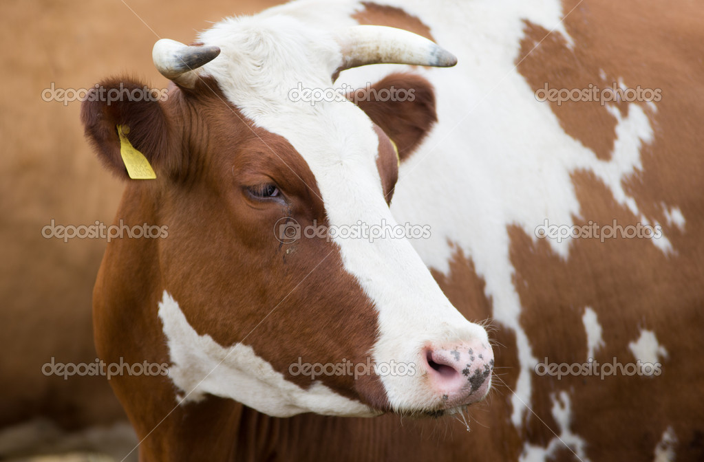 Cow eating — Stock Photo © budabar #27560537