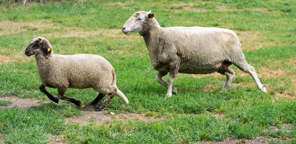 çalışan iki koyun — Stok Foto © budabar #27561113
