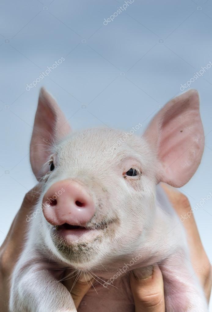 Cute piglet — Stock Photo © budabar #31725921