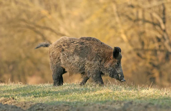 Big Wild boar — Stock Photo © OndrejProsicky #102969844