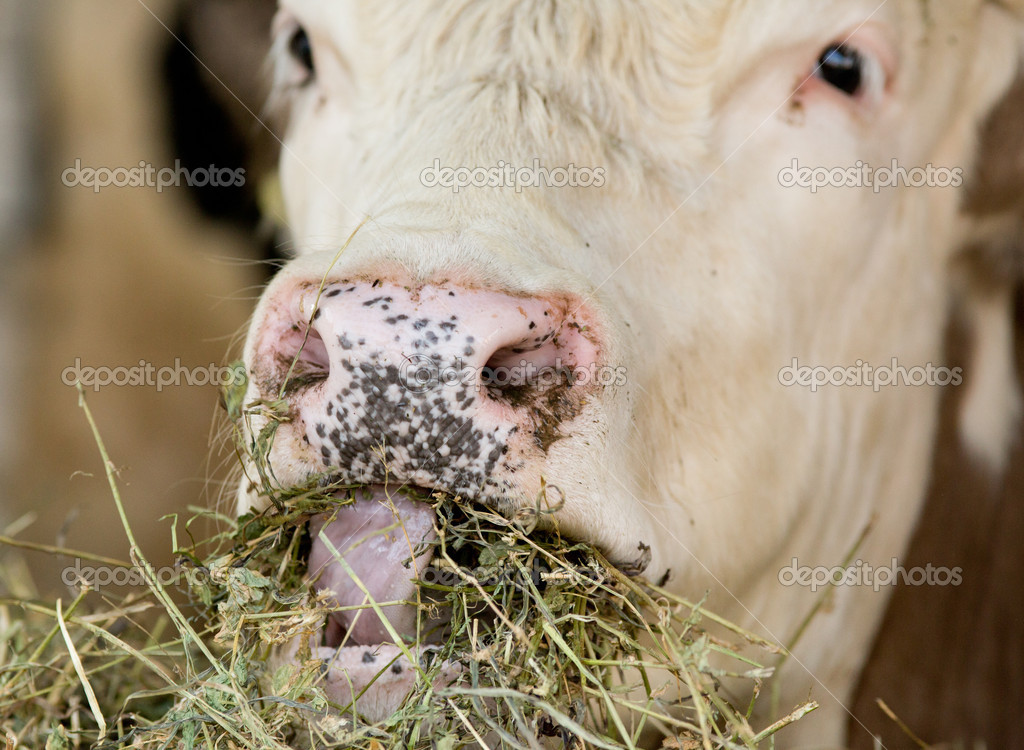 Cow chew — Stock Photo © budabar #43497687