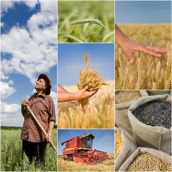 Corn Growing And Harvesting - Collage Stock Photo by ©robert_g 187205116