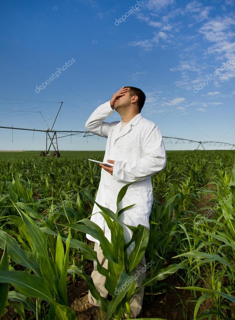 Ingeniero agrónomo en campo del maíz — Foto de Stock #48717029 ...