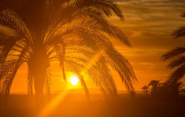 Red Majorca sunset with palm tree - Stock Image - Everypixel