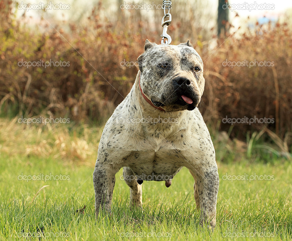 Is An American Bully A Purebred