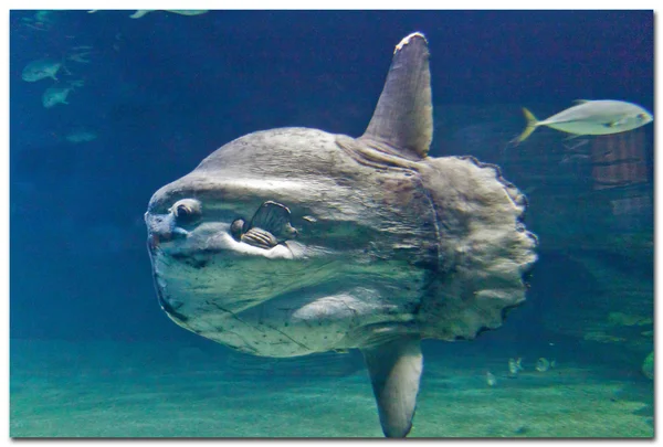 ᐈ Moon fish stock pictures, Royalty Free luna fish images | download on ...