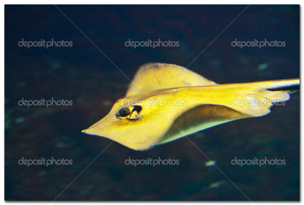Yellow Stingray