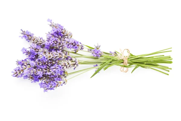 Levander Stock Photos, Royalty Free Levander Images | Depositphotos