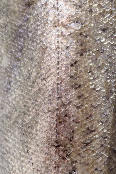 Fish skin texture close up. Stock Photo by ©eskymaks 27451807