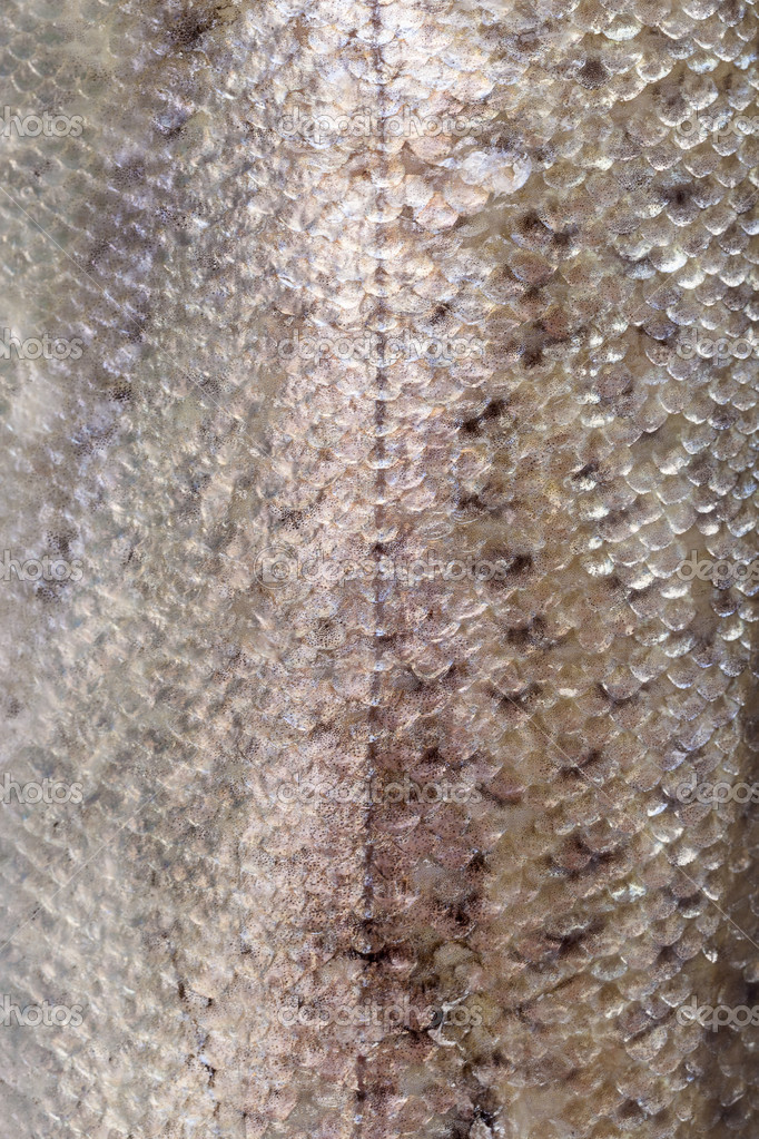 Fish skin texture detail. Stock Photo by ©eskymaks 27437563