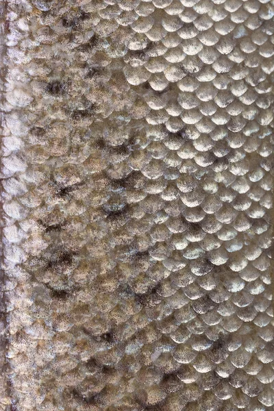 Fish skin texture Stock Photos, Royalty Free Fish skin texture Images ...