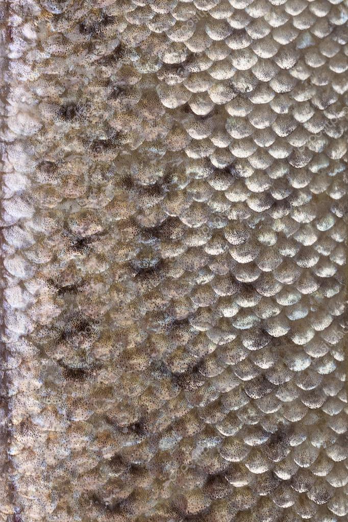 Fish skin texture close up. Stock Photo by ©eskymaks 27451807