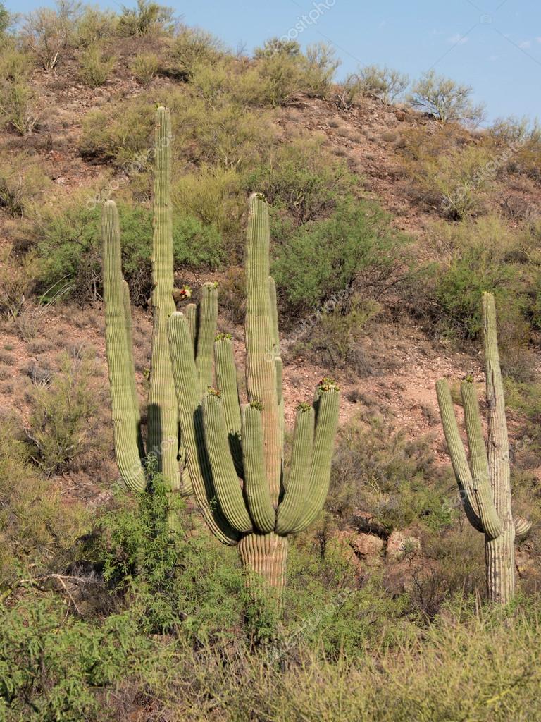 Desert Landscape with Saguaro Cacti Stock Photo by ©Eibhir 29279533