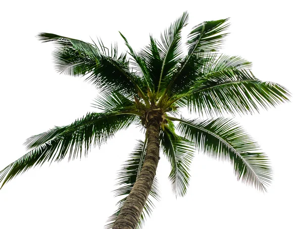 Coconut tree Stock Photos, Royalty Free Coconut tree Images | Depositphotos