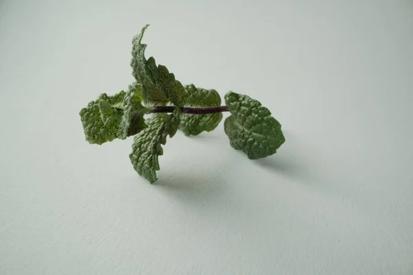 mint freshly cut branch of green fragrant mint isolated on white ...