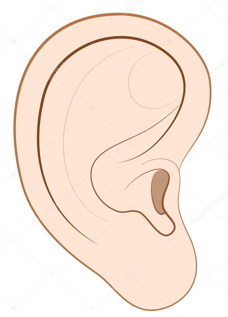 Human Ear Stock Vector Image by ©Furian #50120543