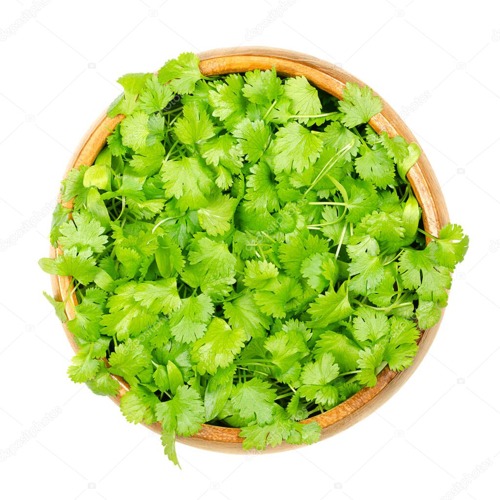 Microgreens cilantro, en un tazón de madera. Fresco y listo para comer ...