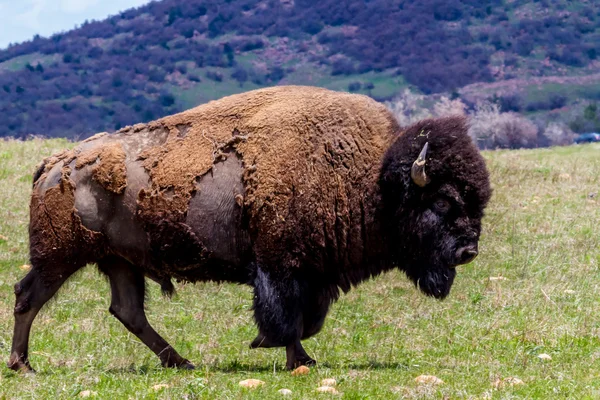 West symbol | The Iconic Wild Western Symbol - the American Bison (or ...