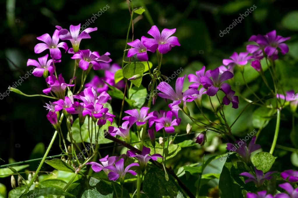 Una cálida toma de suelo de bosque de hermosas flores silvestres de ...