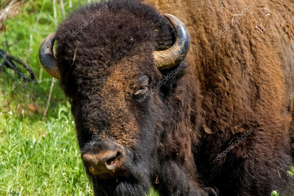 A Closeup Head-shot of an Iconic Wild Western Symbol - the American ...