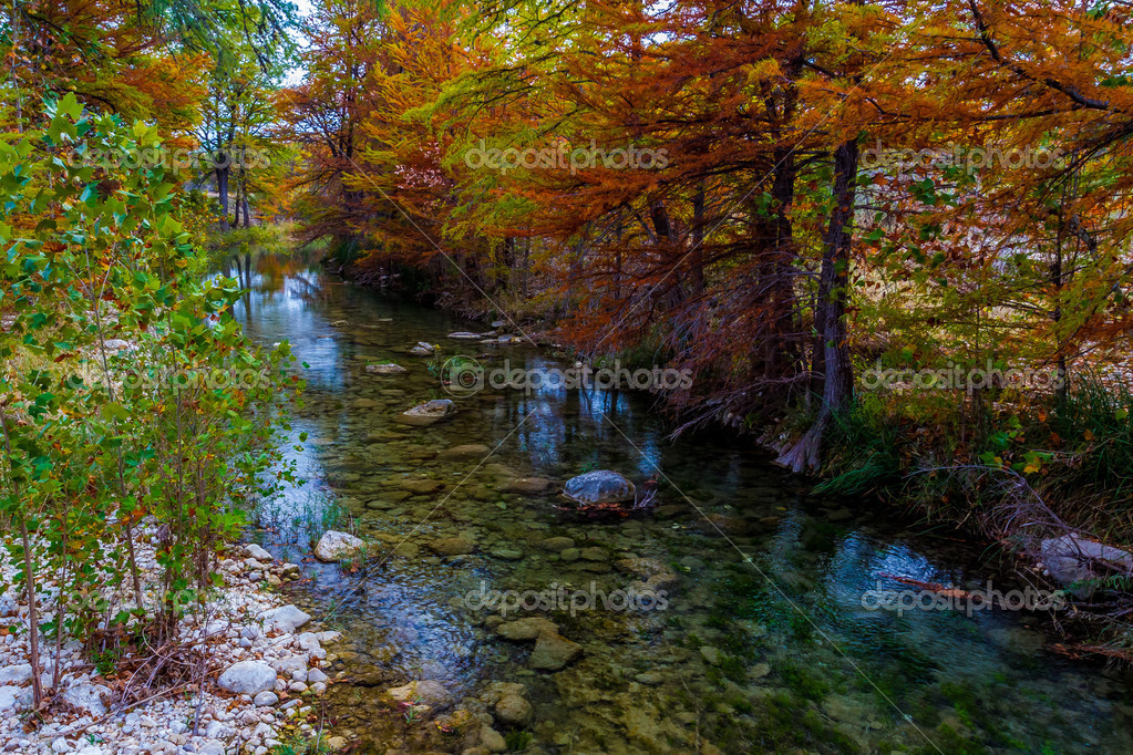 Cyprus Trees with Stunning Fall Color Lining a Crystal Clear Texas Hill ...