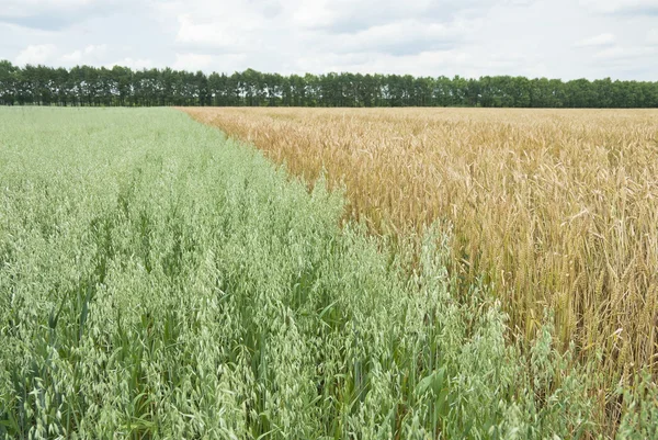 Russian farming Stock Photos, Royalty Free Russian farming Images ...