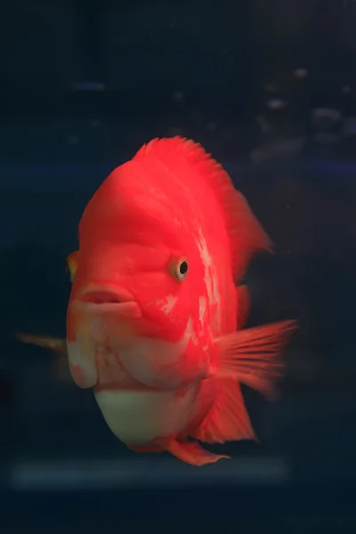 Exotic Koi fish carp swimming in pond — Stock Photo © Stramyk #317564452