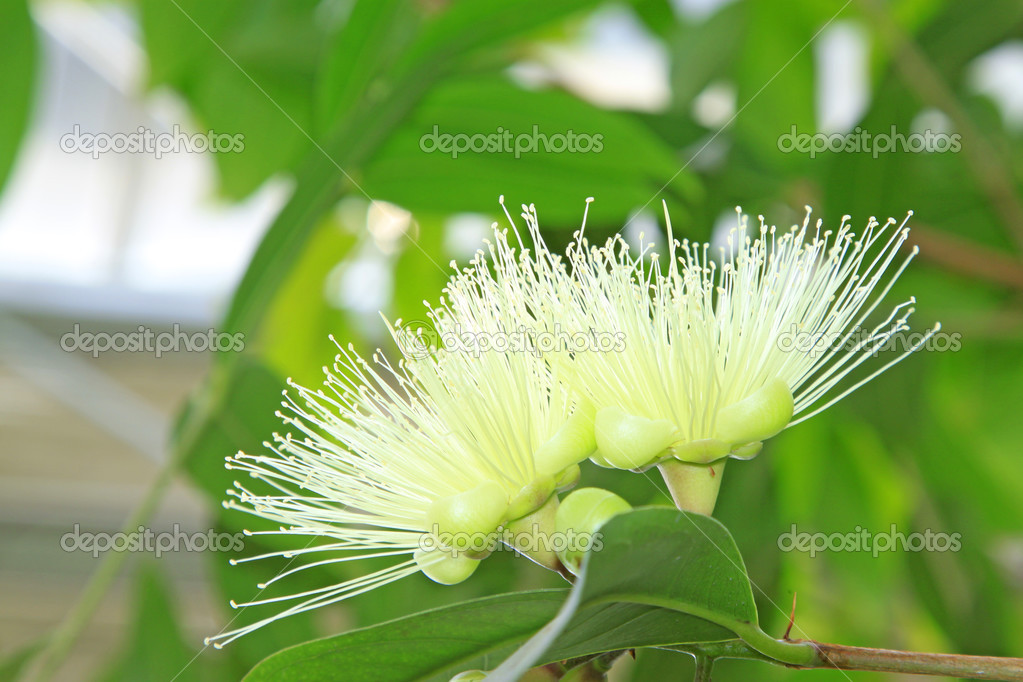 Water syzygium flowers ⬇ Stock Photo, Image by © zhangyuangeng #33426361
