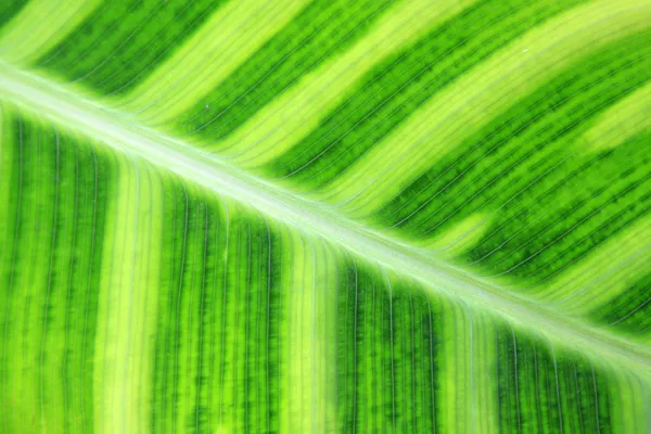 Arrowroot Stock Photos, Royalty Free Arrowroot Images | Depositphotos