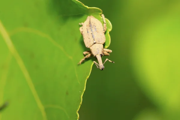 Baby grasshopper Stock Photos, Royalty Free Baby grasshopper Images ...