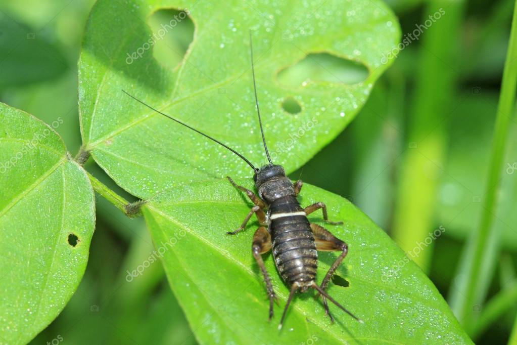 Green Leaf Crickets