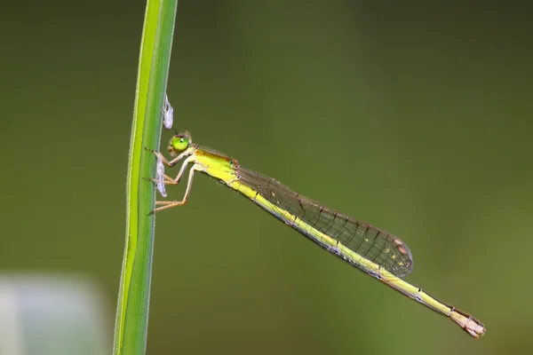 Anax papuensis Stock Photos, Royalty Free Anax papuensis Images | Depositphotos