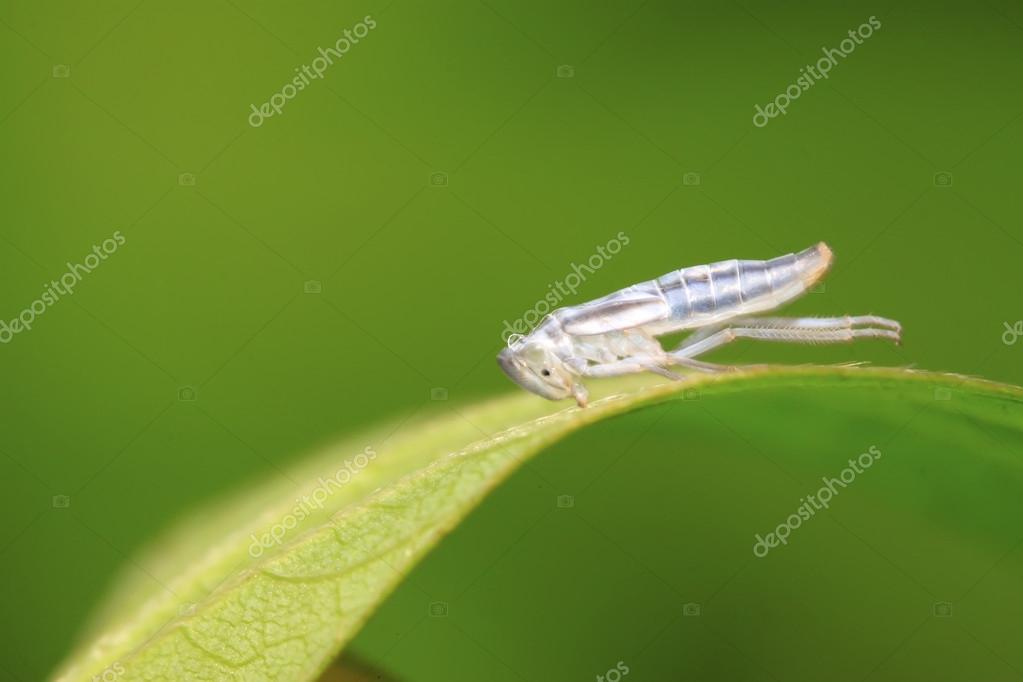 Homoptera Leafhopper