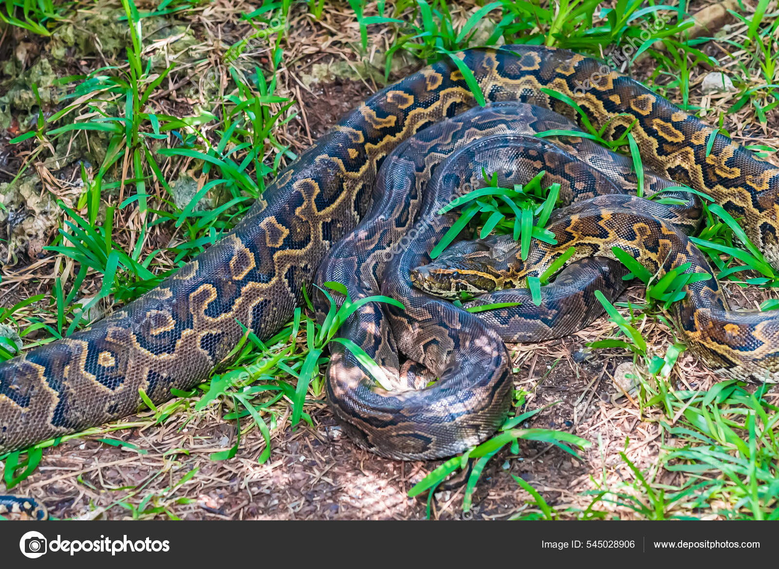Two pyton snake rest in the grass. Stock Photo by ©GarryKillian_ 545028906