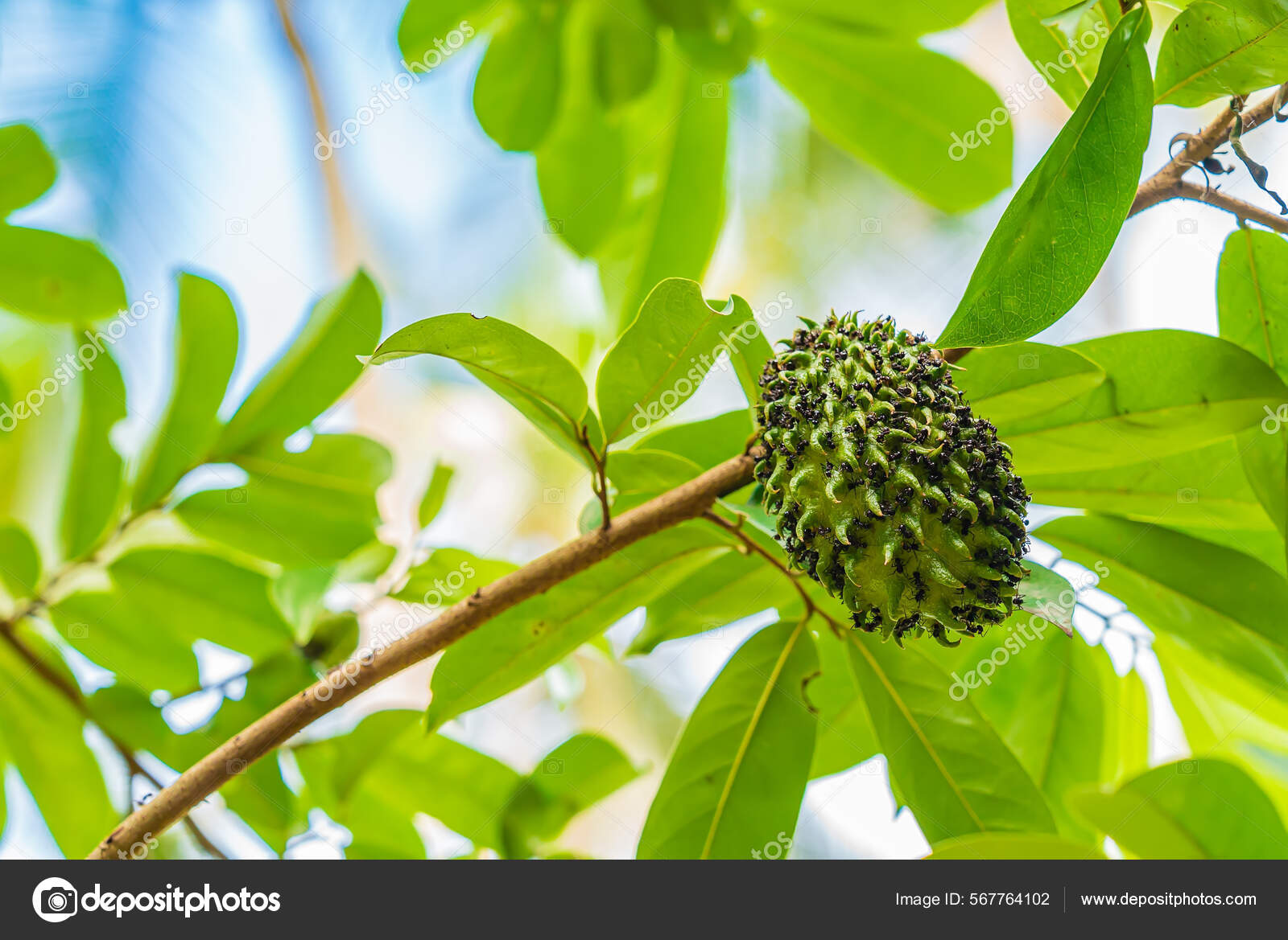 Guanabana Fruit Tree