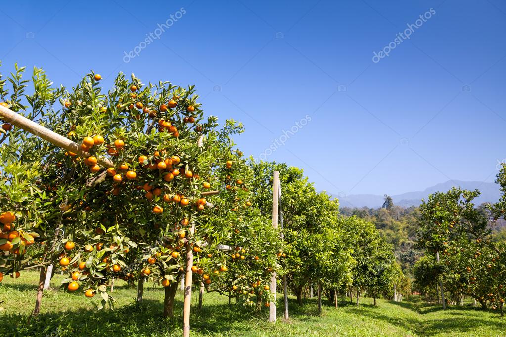 Orange tree Stock Photo by ©sripfoto 48491485