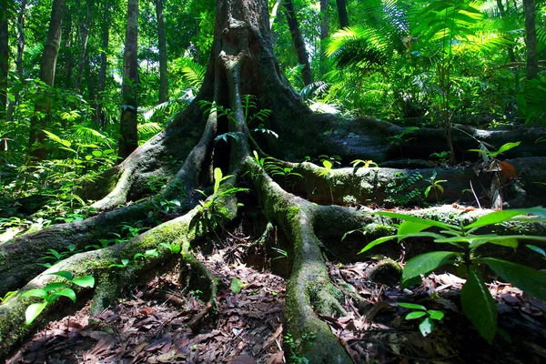 Daintree Stock Photos, Royalty Free Daintree Images | Depositphotos