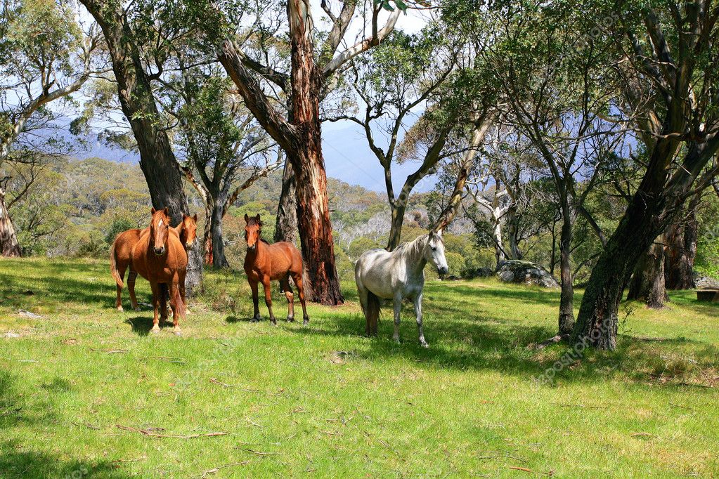 Wild Horses — Stock Photo © tanyapuntti #33838703