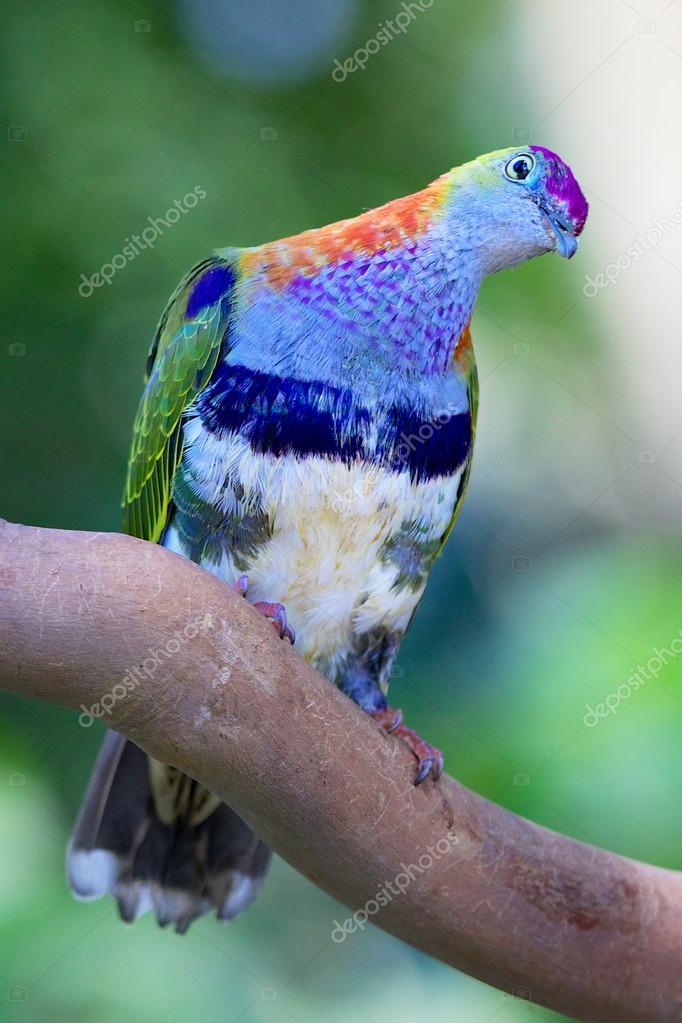 Tropical Pigeon