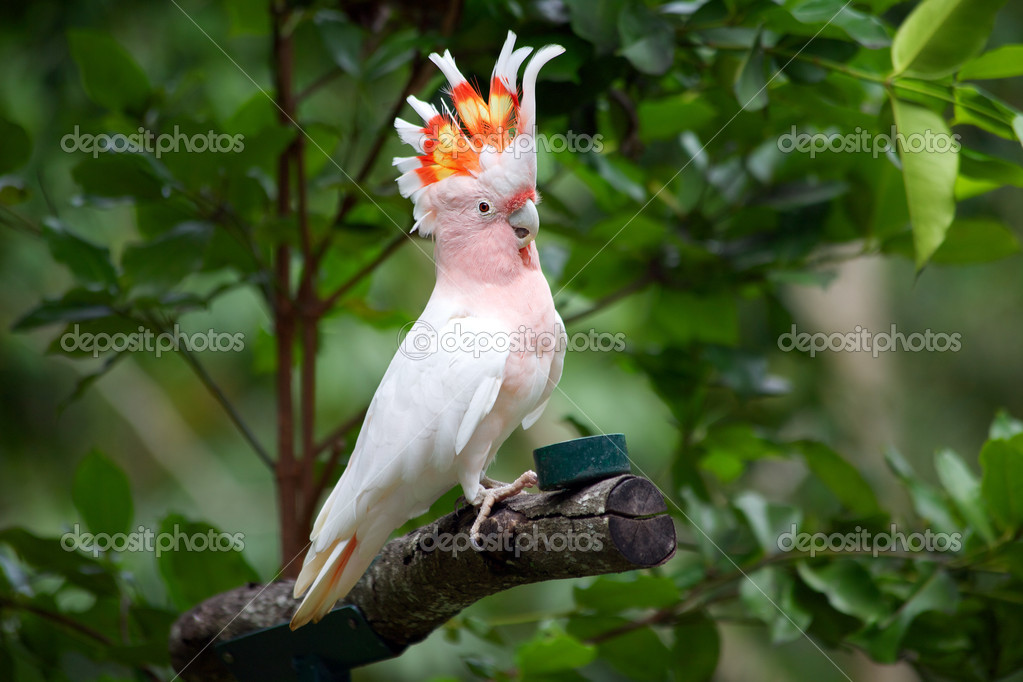 Major Mitchell Cockatoo Stock Photo by ©tanyapuntti 34509325