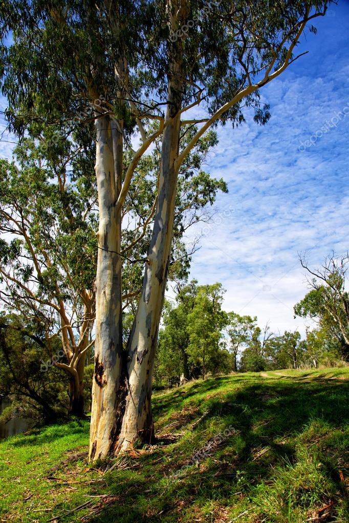 Australian Bush Landscape — Stock Photo © tanyapuntti #34789125