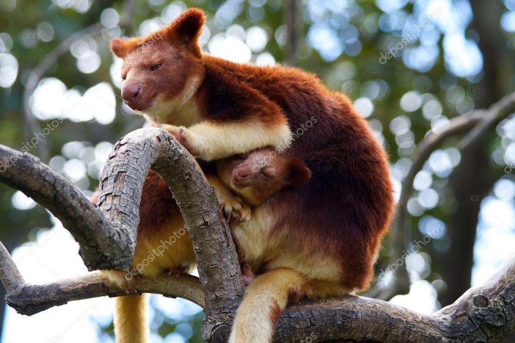 Australian Tree Kangaroo — Stock Photo © tanyapuntti #39129571