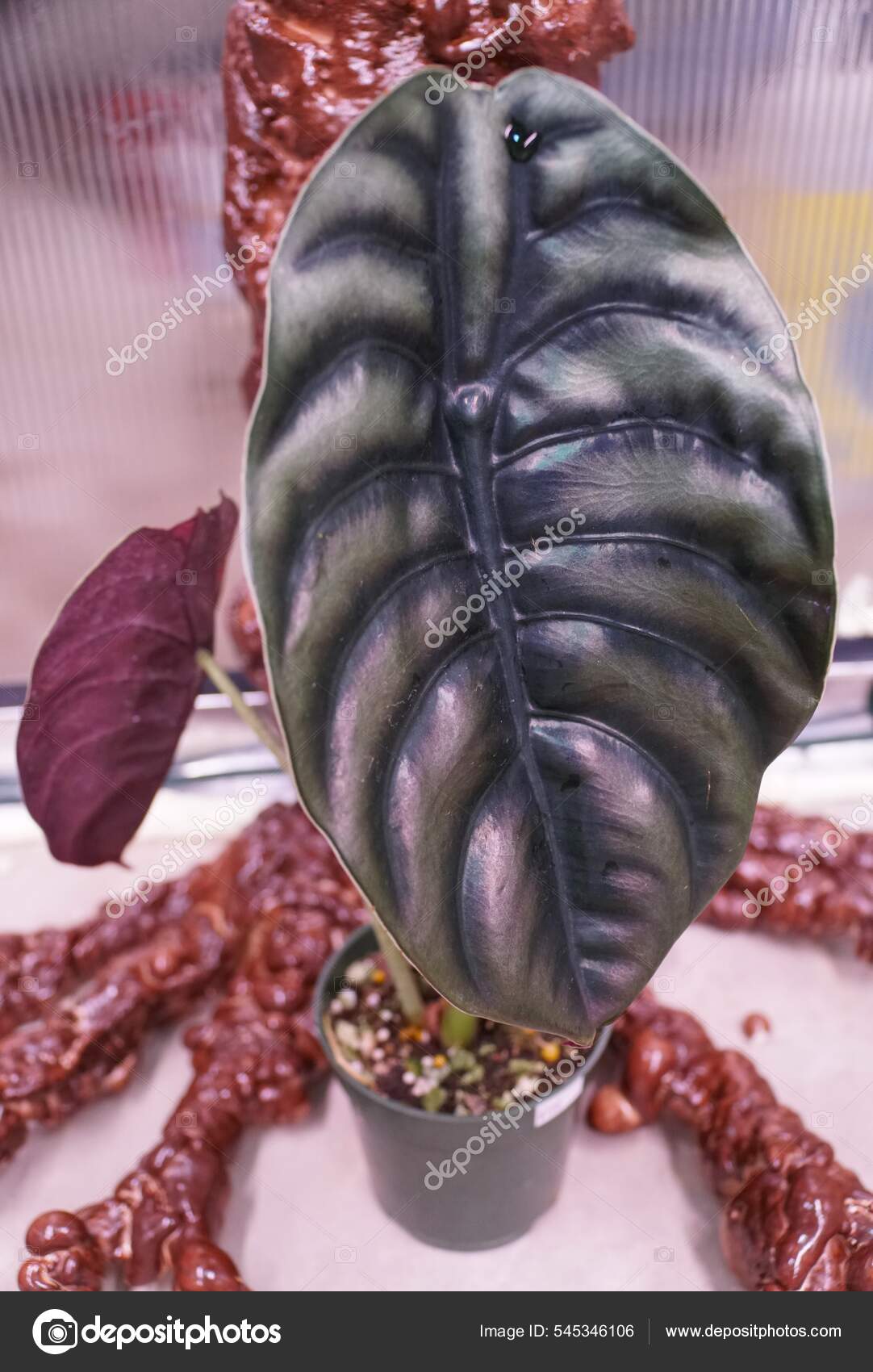 Beautiful Ribbed Shiny Leaf Alocasia Cuprea — Stock Photo © khairil77 ...