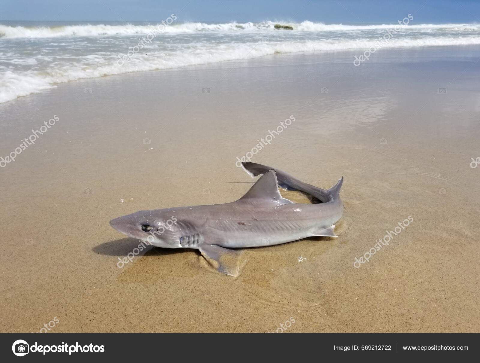 Are Dogfish Aggressive