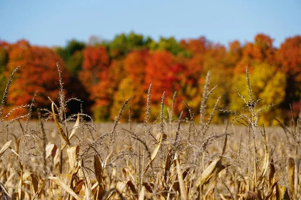 Fall Corn Field Background