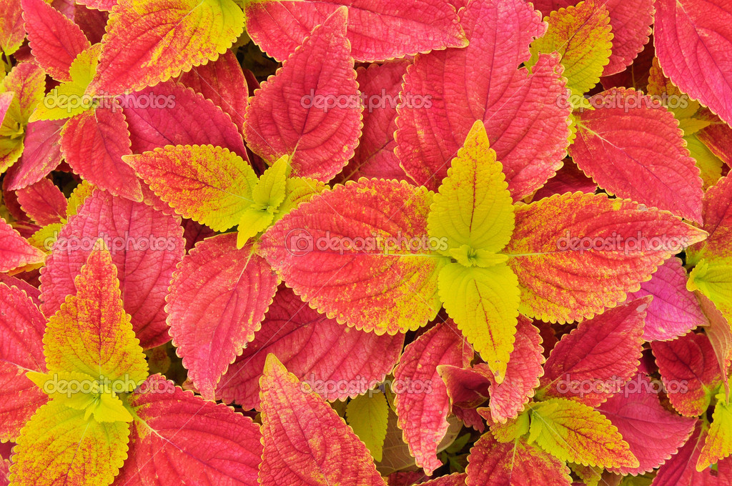 Coleus background Stock Photo by ©just2shutter 28088009