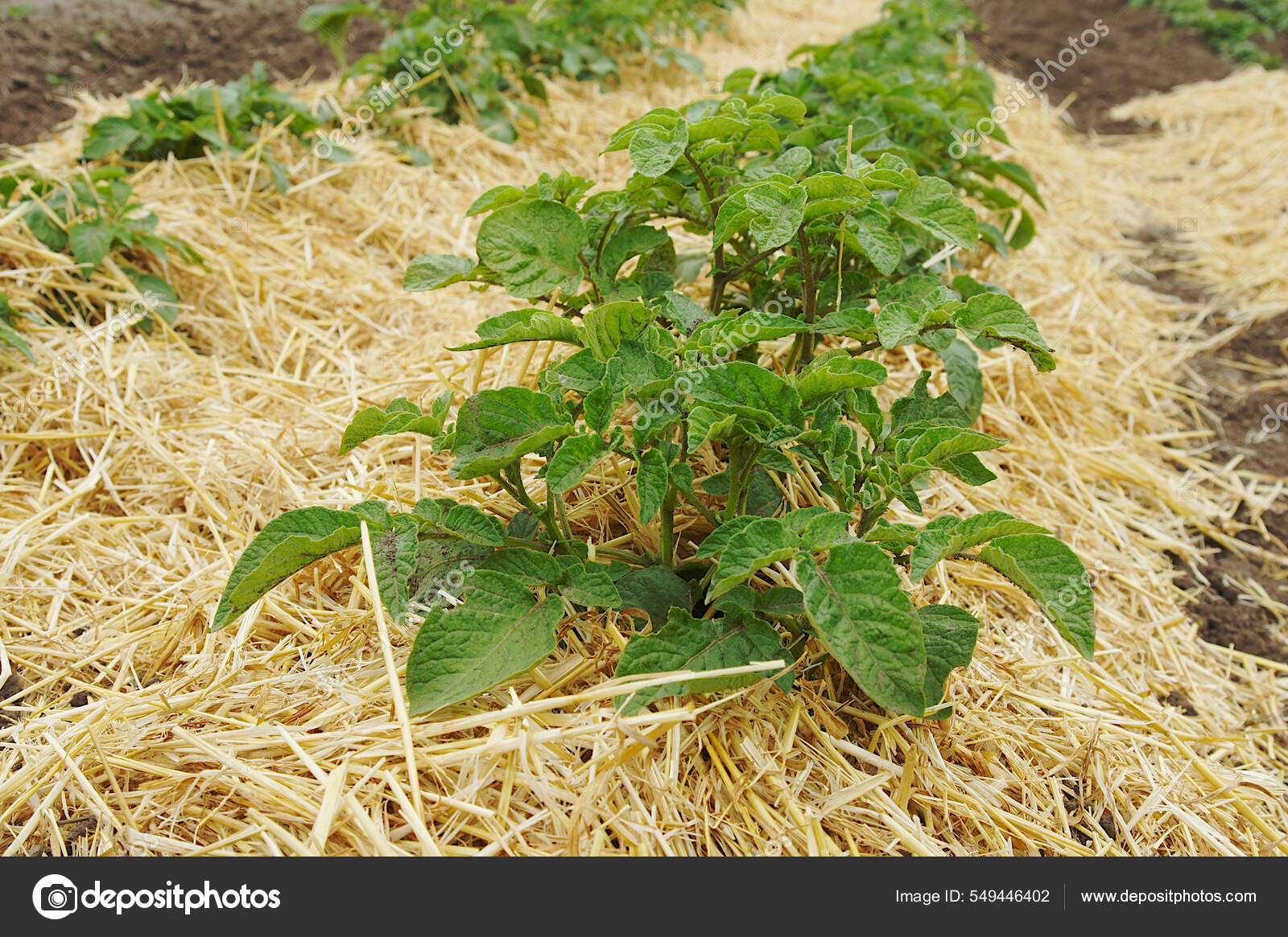 Rows Potatoes Straw Mulch Field Organic Farm Image Local Focusing ...