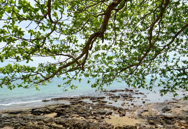 10,000,000+ imágenes de Tulsi gabbard beach libres de derechos ...