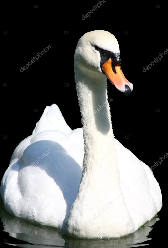 Swan — Stock Photo © tdjoric #29448249